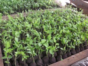 Cara Menanam Cabe Rawit Di Pot Dengan Benar Agar Subur Dan Sehat Bibit Online