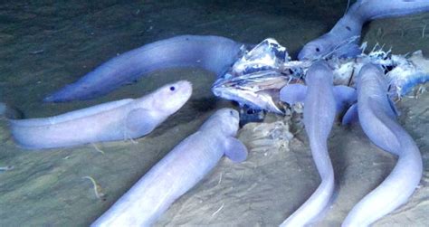Three New Species Of Snailfish Discovered In Atacama Trench