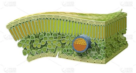 叶片的细胞结构素材 花瓣网