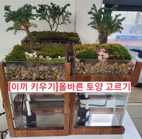 이끼 제대로 키우기1 올바른 토양 고르기 네이버 블로그