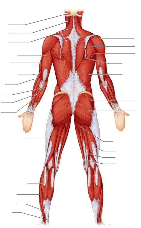 Posterior View Showing Superficial Muscles Diagram Quizlet The Best