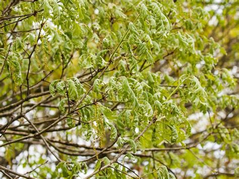 2 4 D Ethyl Ester 38 Ec At ₹ 270litre Agriculture Herbicide In