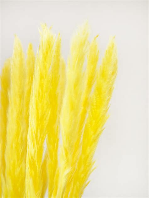 Пампасна трава Fluffy жовта купити за ціною 229 грн • Dfb Elements Україна
