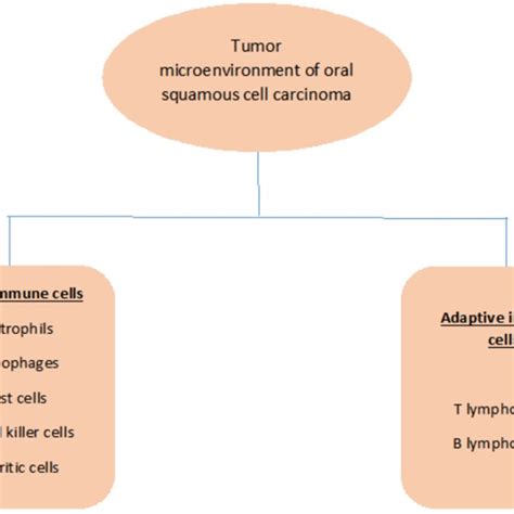 Show Immune Cells Present In Tumor Micro Environment Of Oral Sequamous Download Scientific