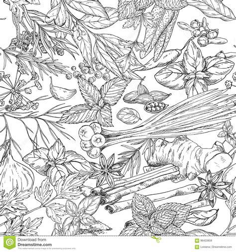 Seamless Pattern With Hand Drawn Culinary Herbs And Spices Stock Vector