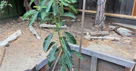 Free Avacado Small Plant For Free In Fremont Ca For Sale And Free — Nextdoor