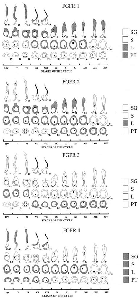 Diagram Of Rat Testis Indicating Stage Of Spermatogenic Cycle Stage
