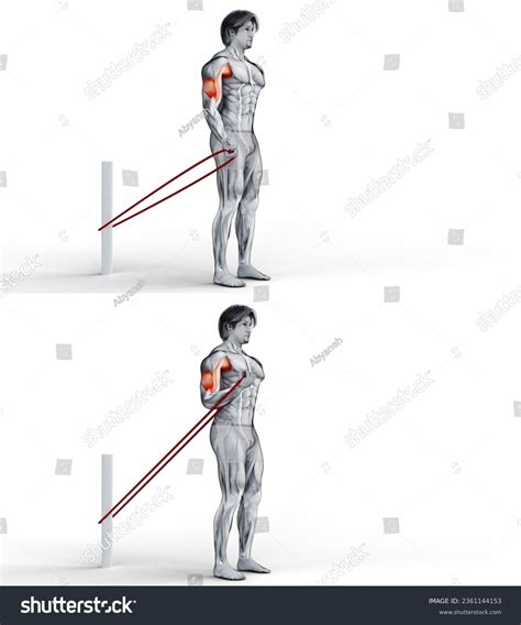 Biceps Band Bayesian Curl 3d 306 3d Muscular Stock Illustration