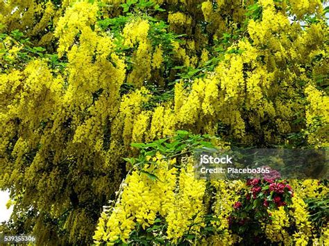 Bunga Pohon Laburnum Atau Bunga Rantai Emas Foto Stok Unduh Gambar Sekarang Alam Bunga