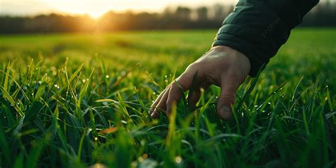 Hand Touching Grass At Sunset Background Hand Touching Grass