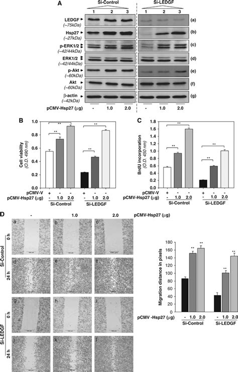 Transactivation Assay Showing Ledgf Dependent Activation Of Hsp27 In Download Scientific
