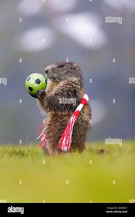 Alpine Marmot Marmota Marmota Marmot Standing On Green Lawn With