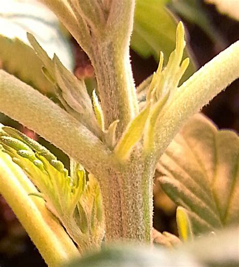 Female Weed Plant Pre Flower