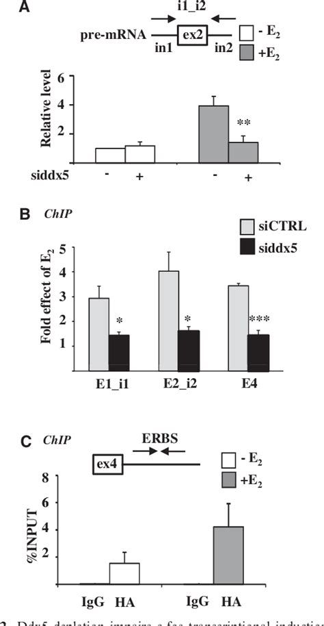 Figure 1 From The Rna Helicase Ddx5p68 Is A Key Factor Promoting C Fos