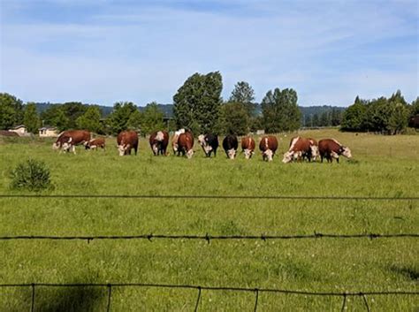 Our Facilities And Farm Veterinary Technology At Pcc