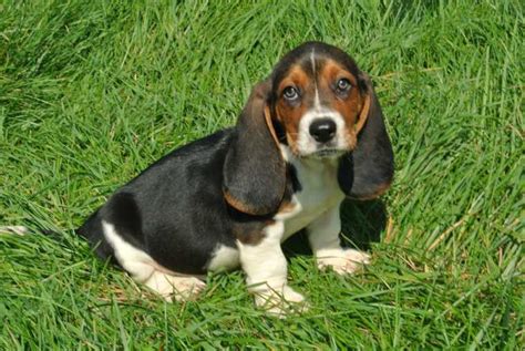 Basset Hound Info Temperament Puppies Pictures
