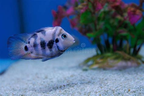 The Convict Cichlid Fish Amatitlania Nigrofasciata Stock Image