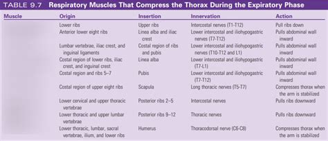 Muscles For Exhalation Diagram Quizlet