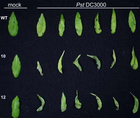 Xopb Expression Accelerates Development Of Disease Symptoms In A