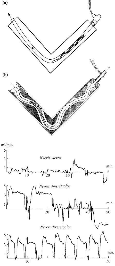 Nereis Virens Cross Section