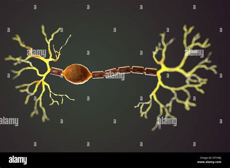 Bipolar Neuron Stock Photo Alamy