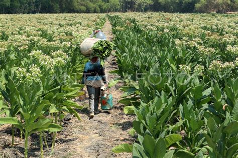 Dana Bagi Hasil Cukai Hasil Tembakau Jatim 2023 ANTARA Foto