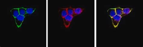 Integrin B1 Antibody Sigma Aldrich