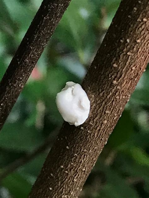 Virginia Buttonweed Control Walter Reeves The Georgia Gardener