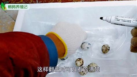 农村大哥水床孵化鹌鹑种蛋翻蛋就像搓麻将一样看着真过瘾 大自然 环球自然 好看视频