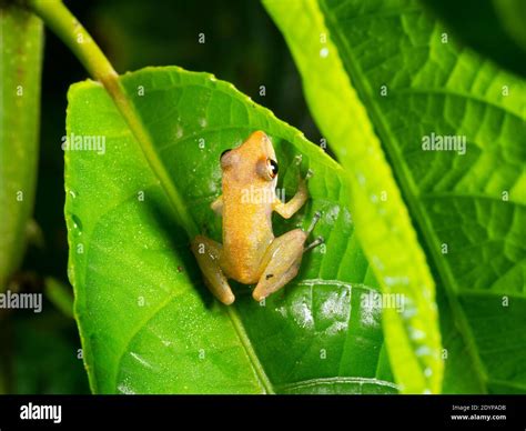 The Variable Rain Frog Pristimantis Variabilis On A Leaf In The