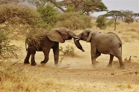 3 Days Serengeti Wildlife Safari Tanzania Safari Tours