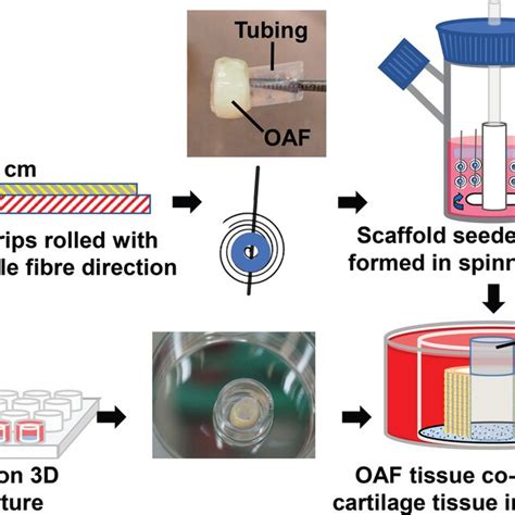 Schematic Of Culture Method Two Strips Of Pu‐ado Aligned Nanofibrous Download Scientific