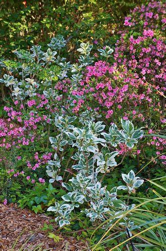 Hydrangea Macrophylla Variegata Variegated Bigleaf Hydrangea
