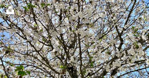 흰 꽃과 녹색 잎이있는 큰 나무 사진 Unsplash의 무료 꽃 이미지