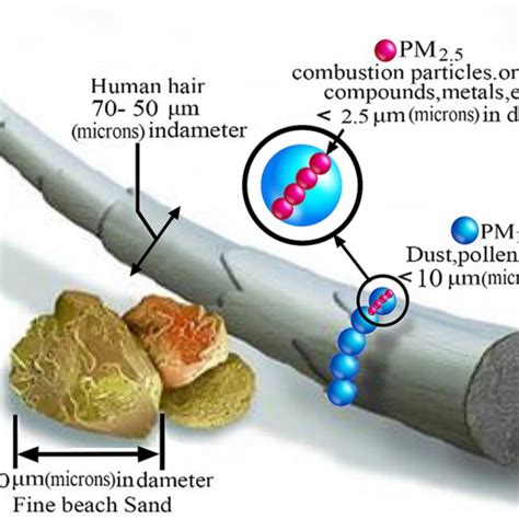 Relative Size Of Pm 2 5 And Pm 10 [15] Download Scientific Diagram