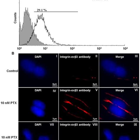 A Cytometric Analysis Of The Expression Of Integrin αvβ3 Was