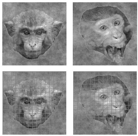 Ziad Hafed On Linkedin Express Detection Of Visual Objects By Primate Superior Colliculus Neurons