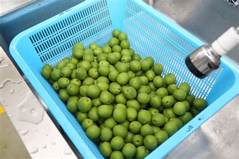 매실 가공 Pixabay의 무료 사진