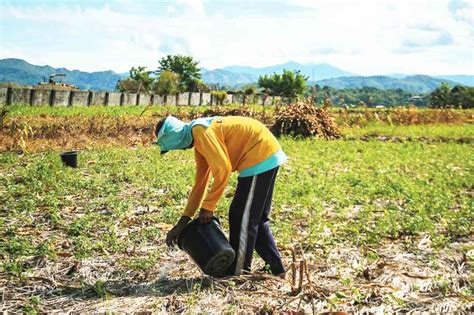 Biofertilizer Use Eyed After Tests Yield Positive Results