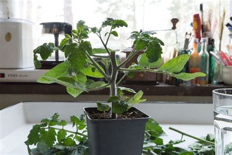Klipp Dina Tomater Veggie Garden Garden Plants Plants