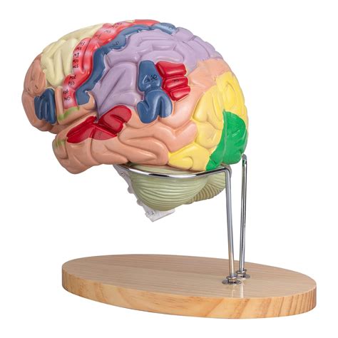 Buy Lvchen Human Brain Model Anatomy And Display Stand Life Size Color