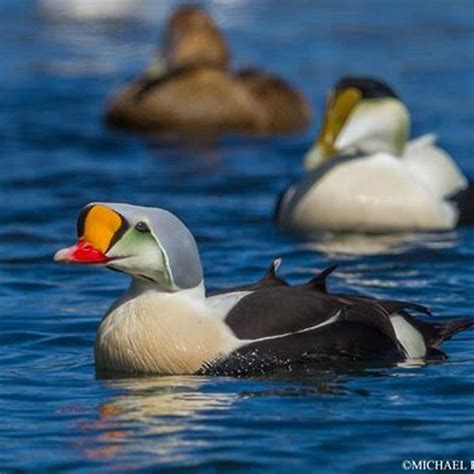 Are King Eiders Rare Diy Seattle