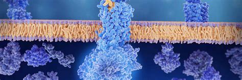 Monitoring Gq Coupled Gpcr With Ip One Revvity