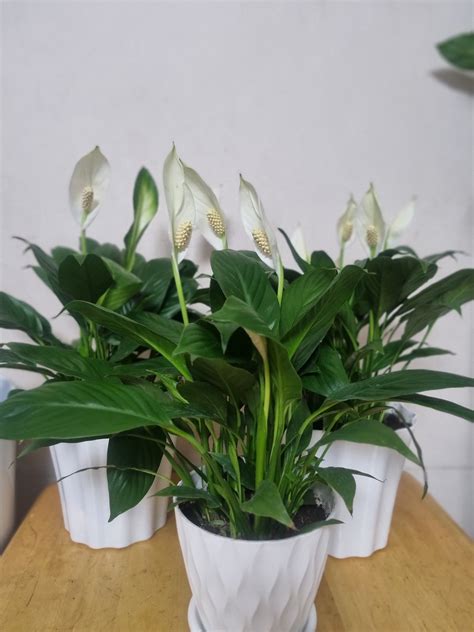 Гүргэм цэцэгсийн хүрээлэн Гүргэм цэцэгсийн хүрээлэн