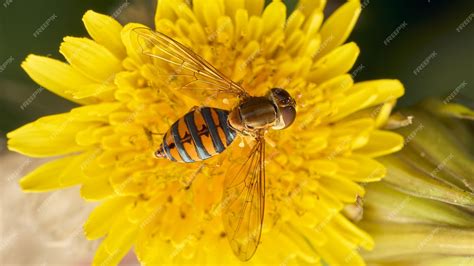 Premium Photo Details Of A Yellow Hoverfly On Dandelion