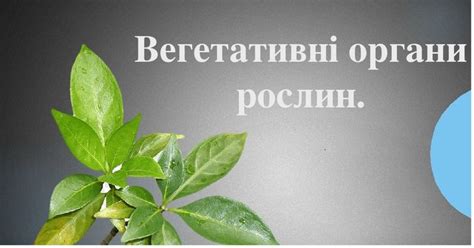 Вегетативні органи рослин