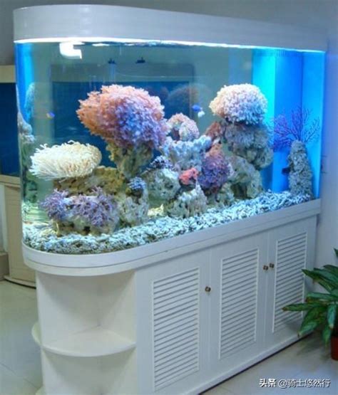 魚缸裏面長青苔怎麼辦 每日頭條