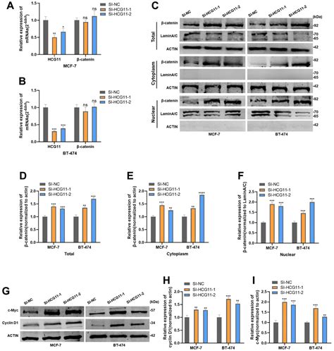 Lncrna Hcg11 Suppresses Cell Proliferation In Hormone Receptor Positive