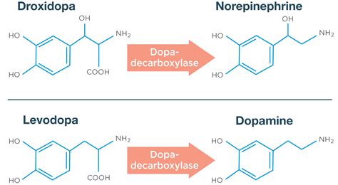 Levodopa To Dopamine