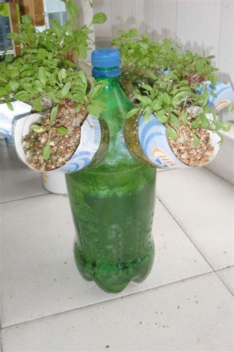 20 Plastic Bottle Plants Ide Terkini